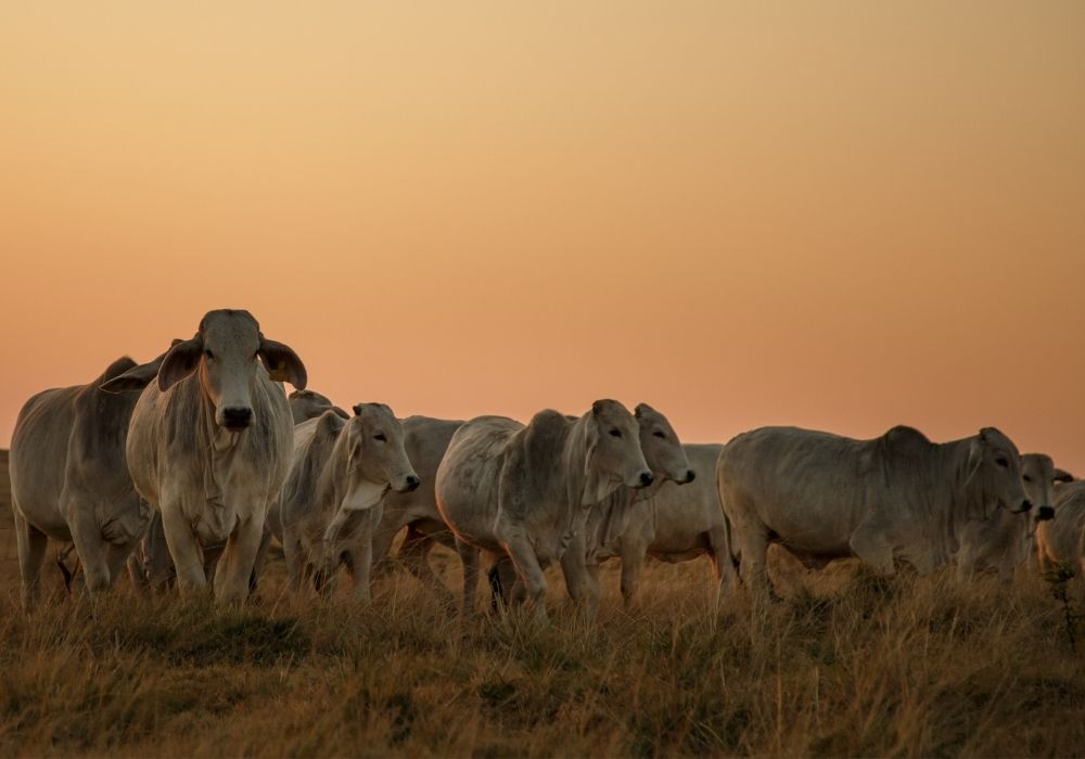 Summer Yards: Managing Handling Safety in the Peak Heat | Austral Ag