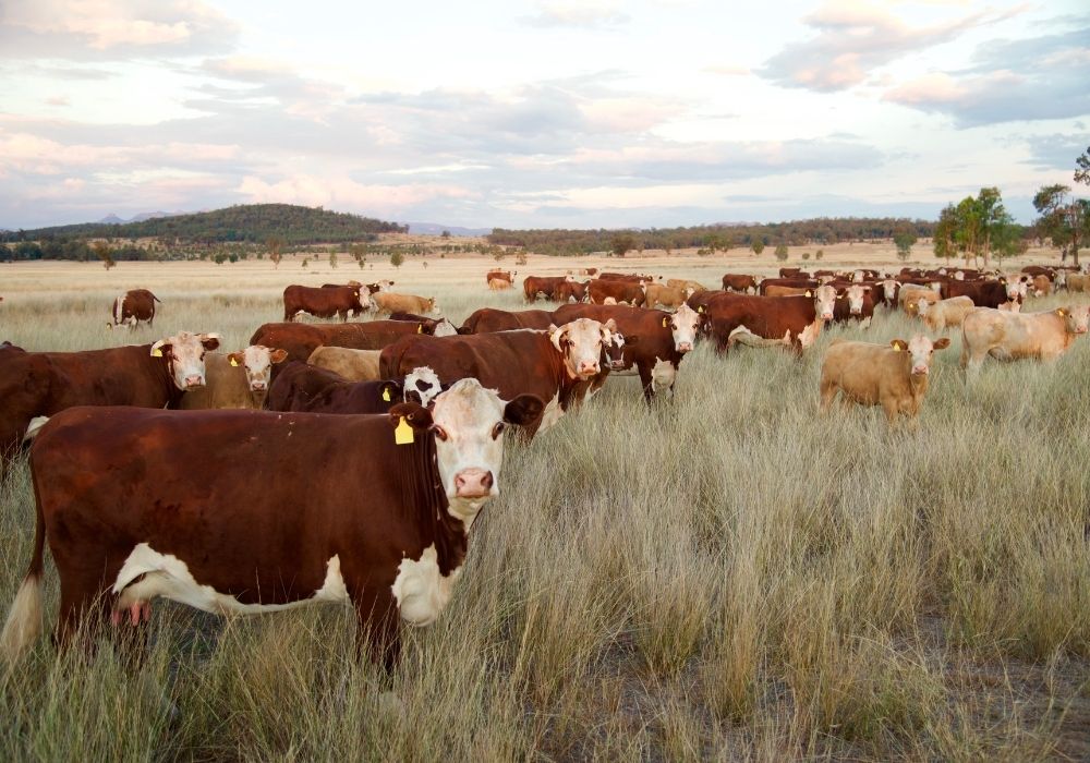 Winter Prep for Spring Calving – Get Your Animal ID Gear Sorted ...