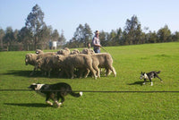 Austral Ag | Smarter Logistics & Agri Solutions for Australia